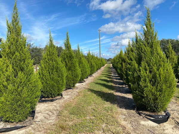 RC Trees: a Central Florida Tree Farm and Plant Nursery