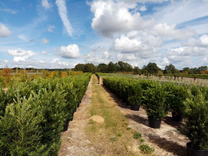 RC Trees: a Central Florida Tree Farm and Plant Nursery