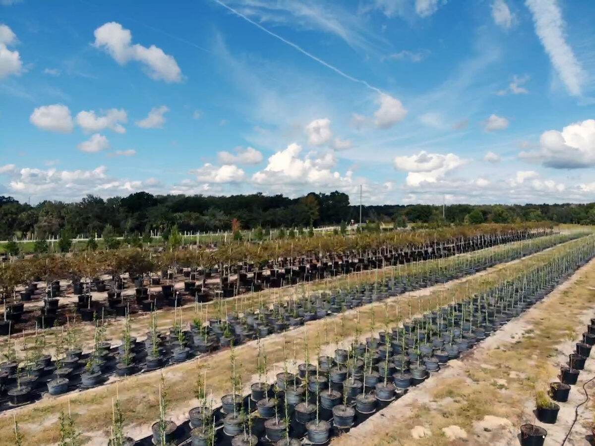 RC Trees: a Central Florida Tree Farm and Plant Nursery