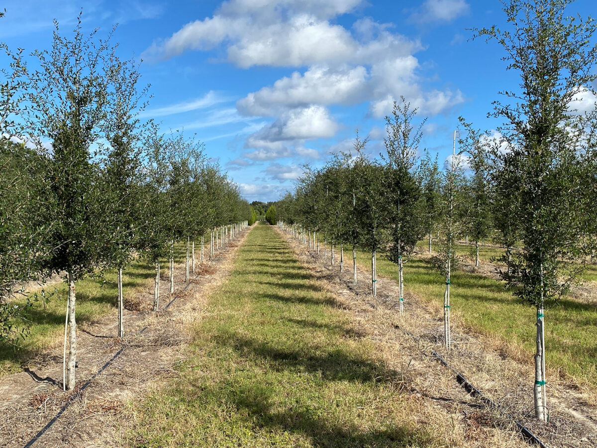 RC Trees: a Central Florida Tree Farm and Plant Nursery