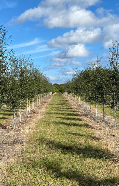 RC Trees: a Central Florida Tree Farm and Plant Nursery