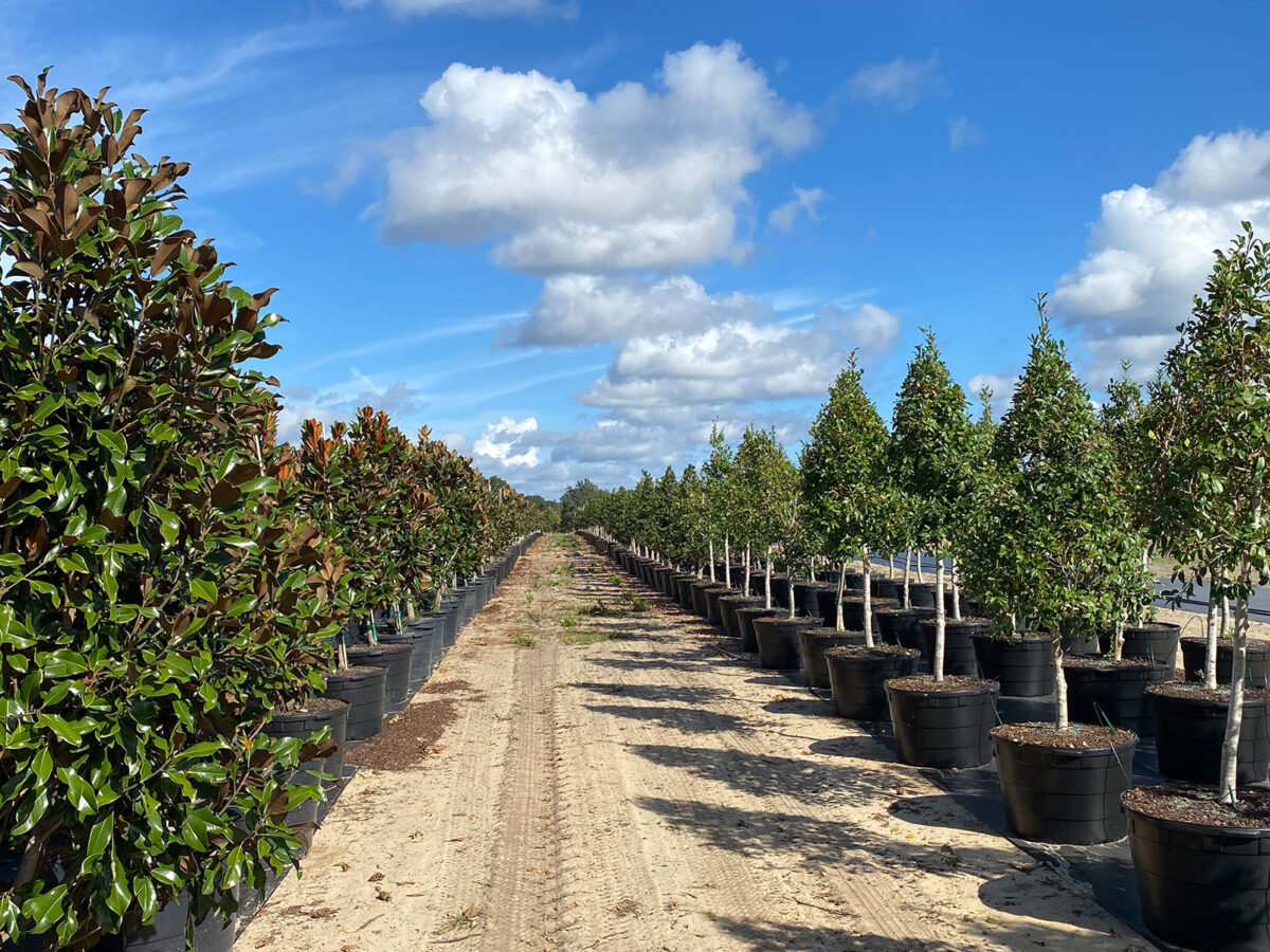 RC Trees: a Central Florida Tree Farm and Plant Nursery